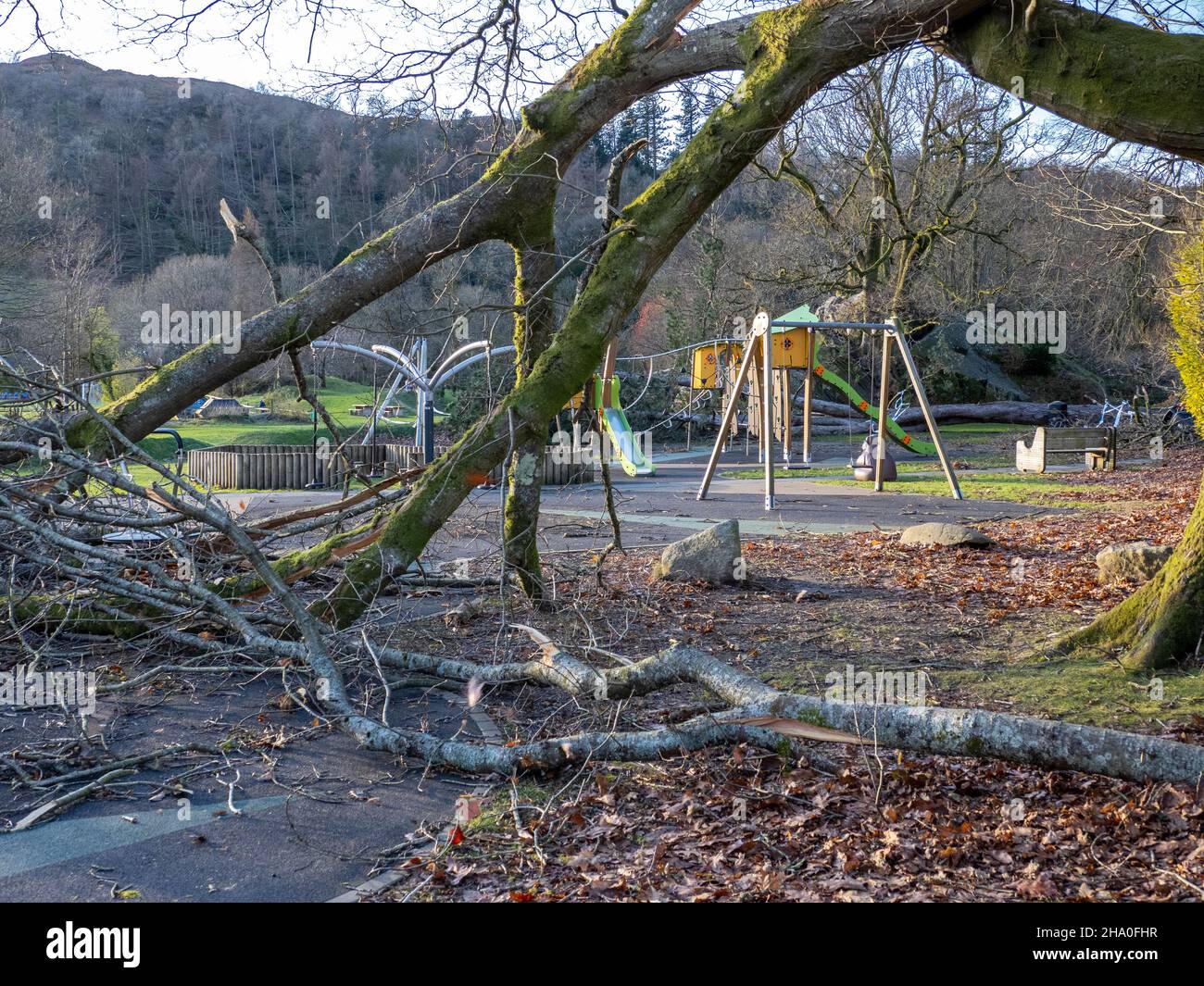 Trees in Ambleside park blown overonto the playground by Storm Arwen ...