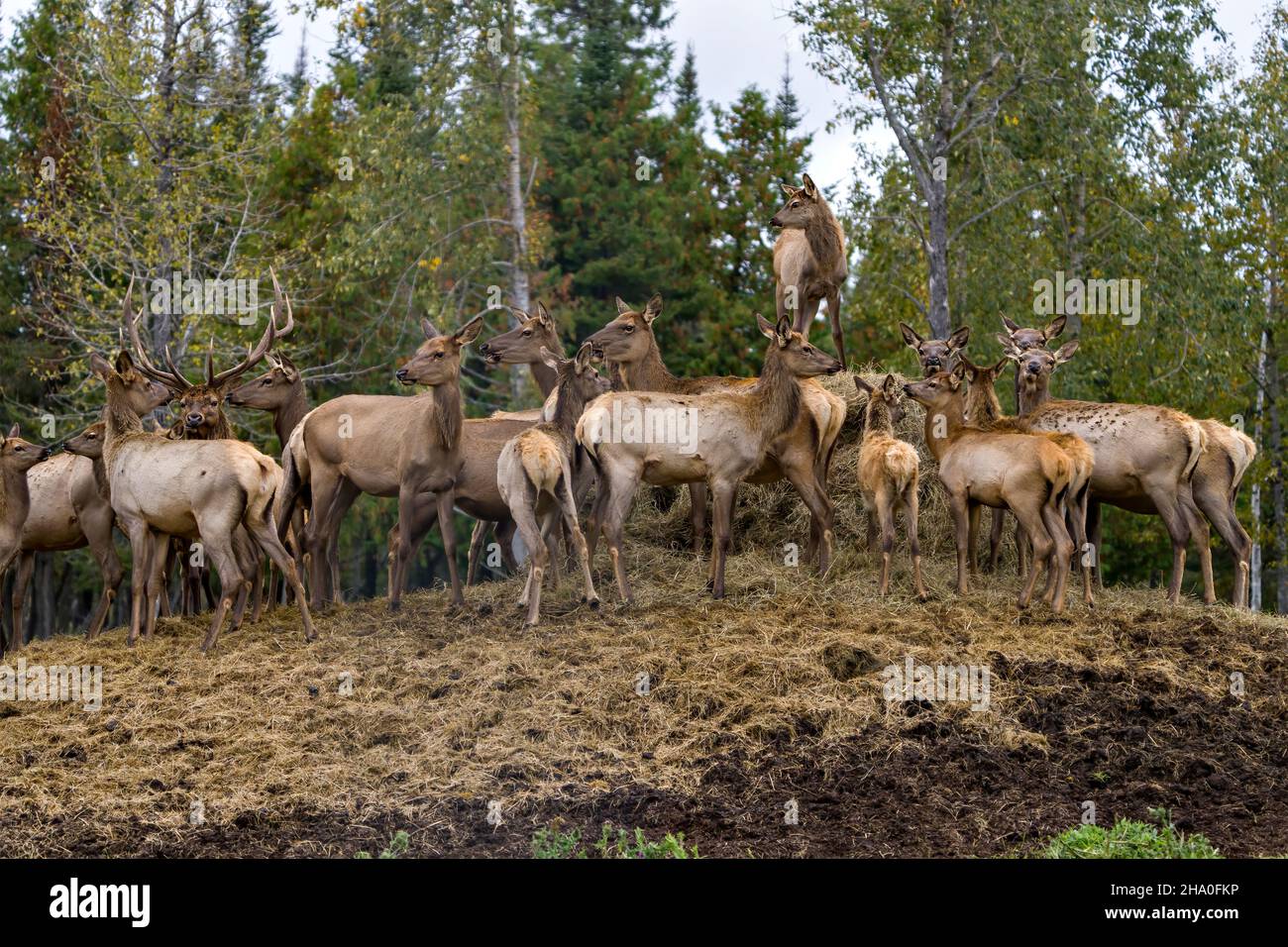 Elk animal herd looking at the camera and feeding with a blur forest ...