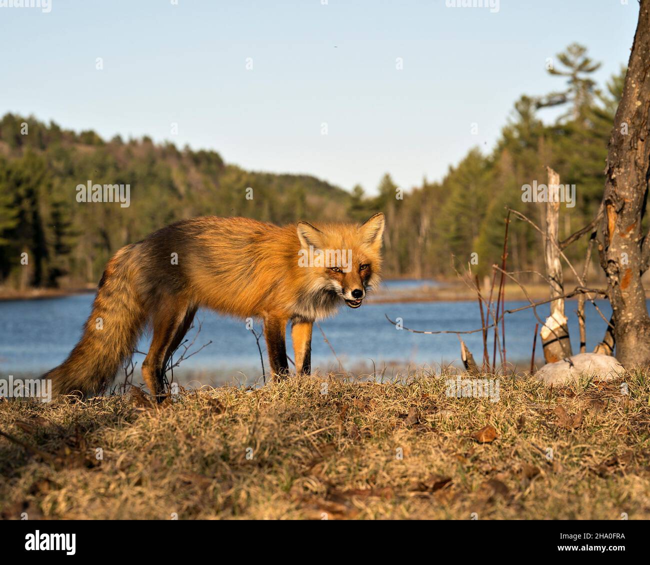Red Fox close-up profile side view with water and forest landscape ...