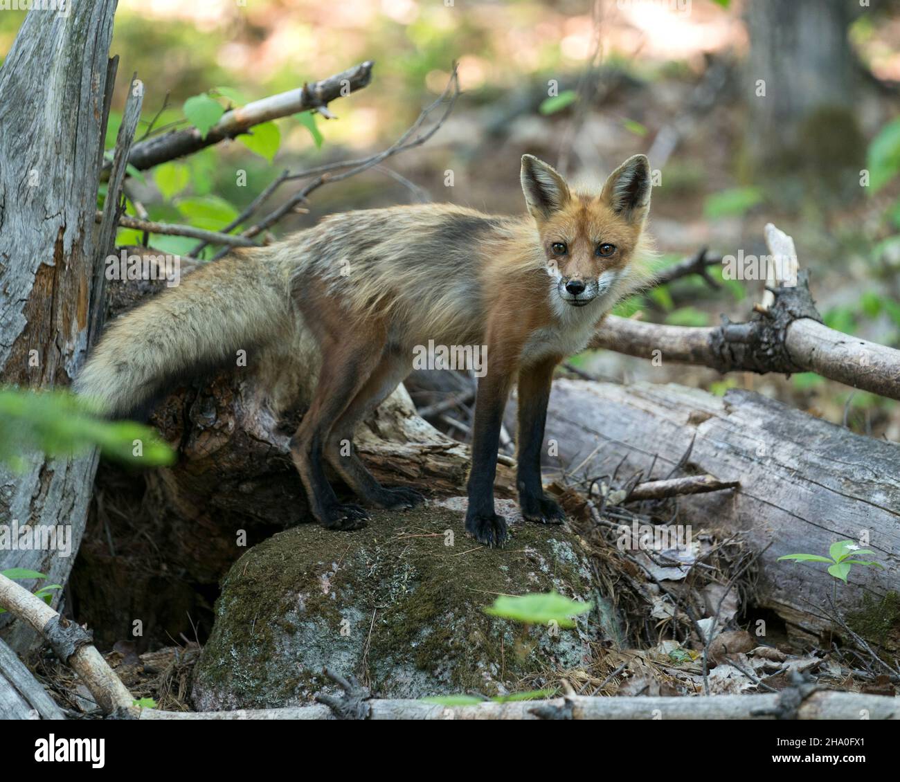 Red Fox standing on moss rock in the forest with blur background and ...