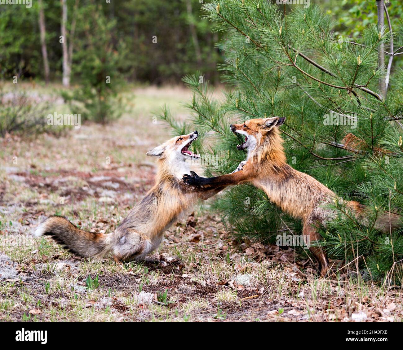 Foxes trotting, playing, fighting, revelry, interacting with a ...