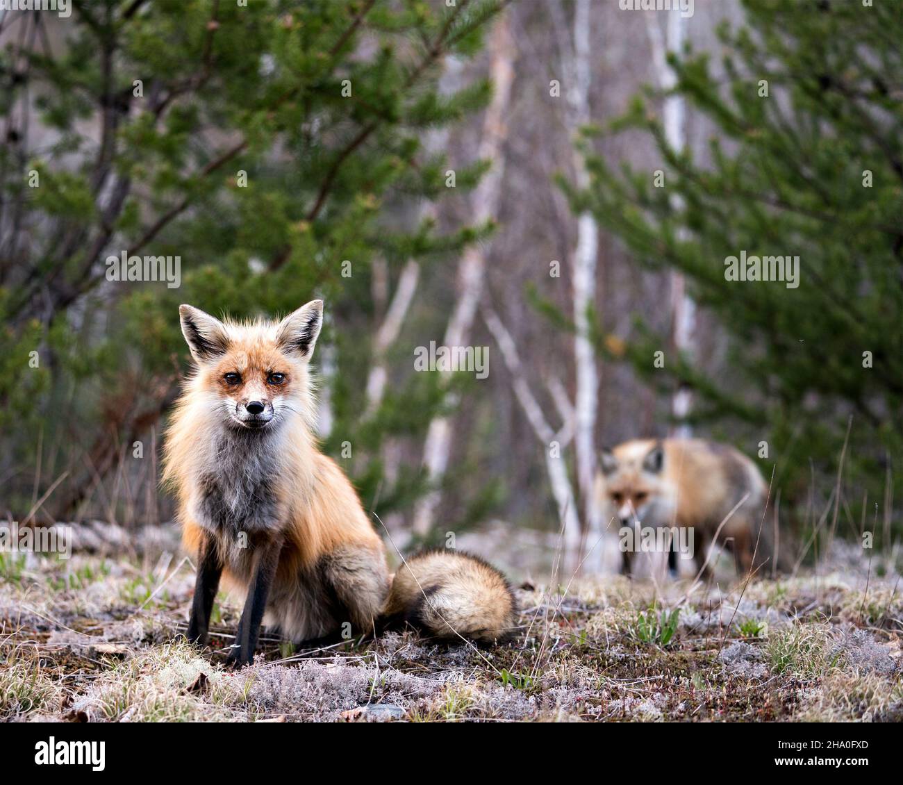 Red Fox close-up profile view sitting and looking at camera with a blur ...