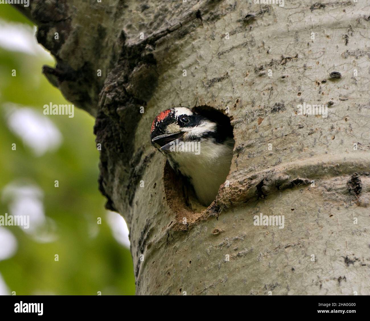 Woodpecker Baby bird head out of its nest hole home waiting to be feed ...