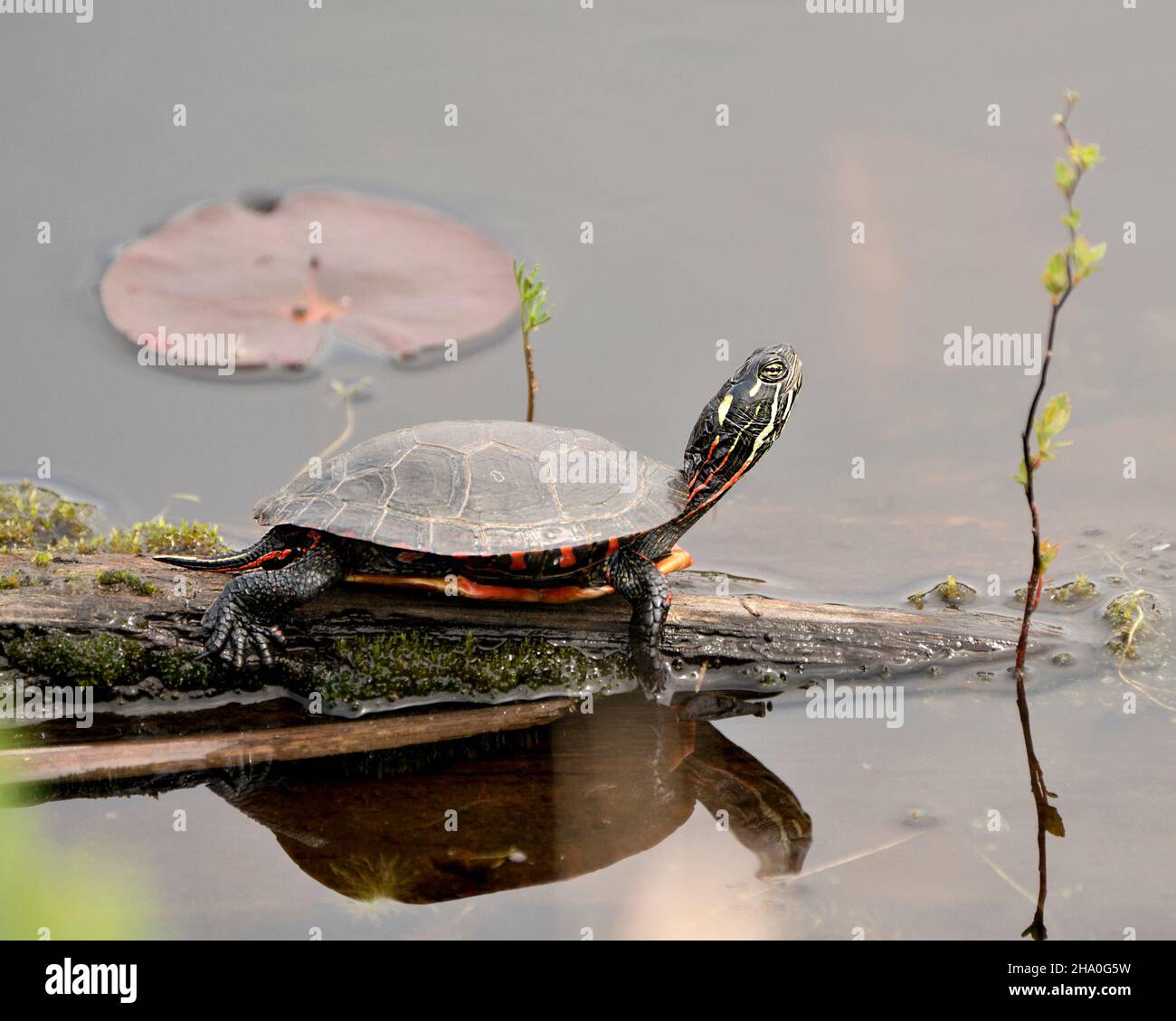 Painted-turtle close-up profile view resting on moss log with a ...