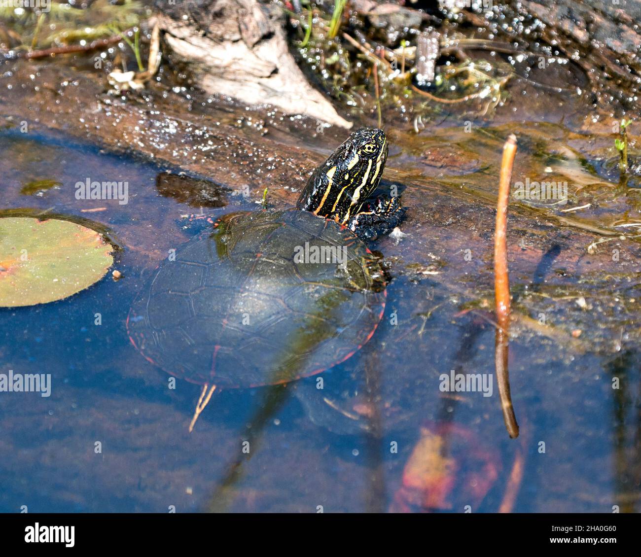 Painted turtle on a log in the pond with lily pad pond, water lilies ...
