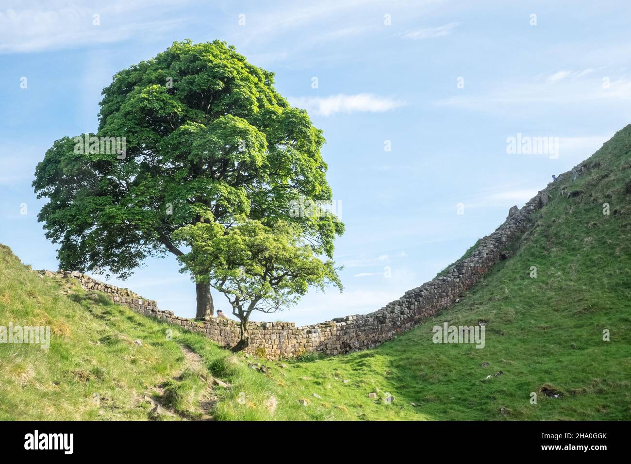 Robin hood prince of thieves tree hi-res stock photography and images ...
