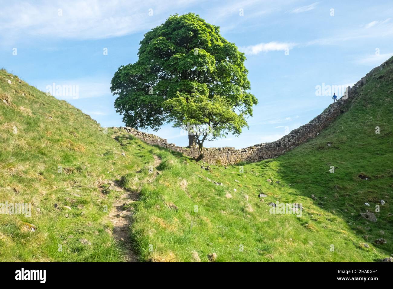 The Sycamore Gap Tree or Robin Hood Tree is a sycamore tree standing ...
