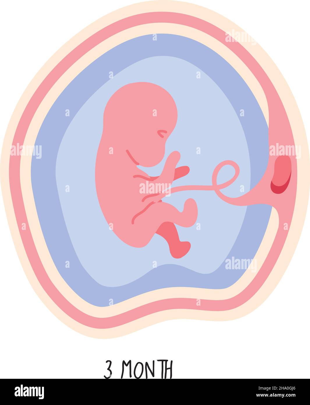 embryo development third month icon Stock Vector Image & Art - Alamy