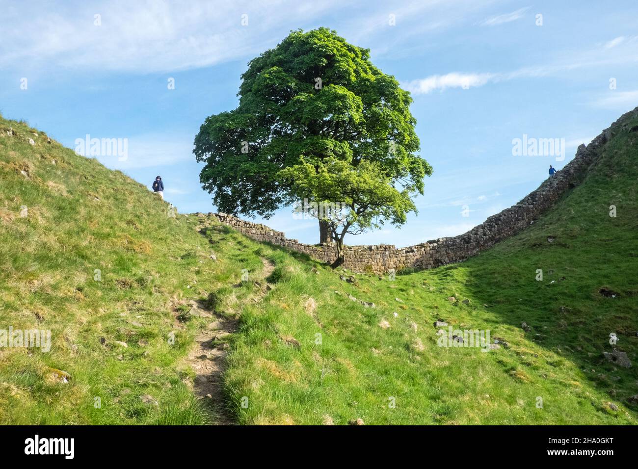 The Sycamore Gap Tree or Robin Hood Tree is a sycamore tree standing ...