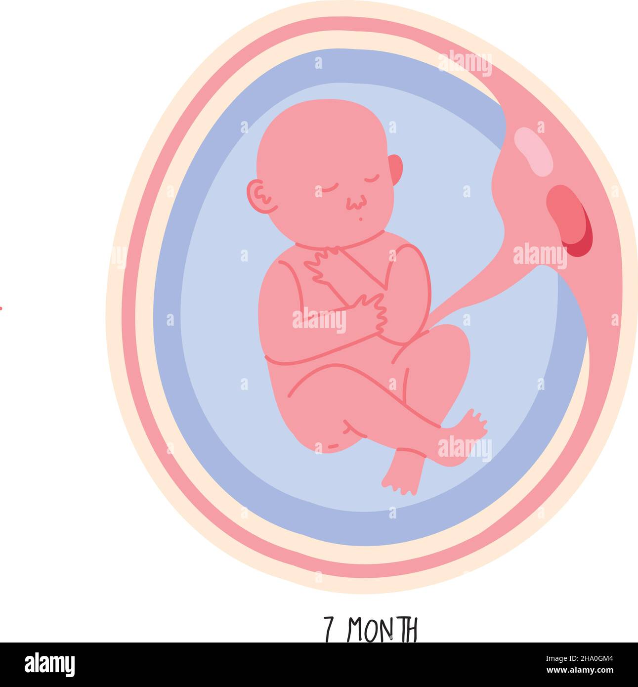 embryo development seventh month icon Stock Vector Image & Art - Alamy