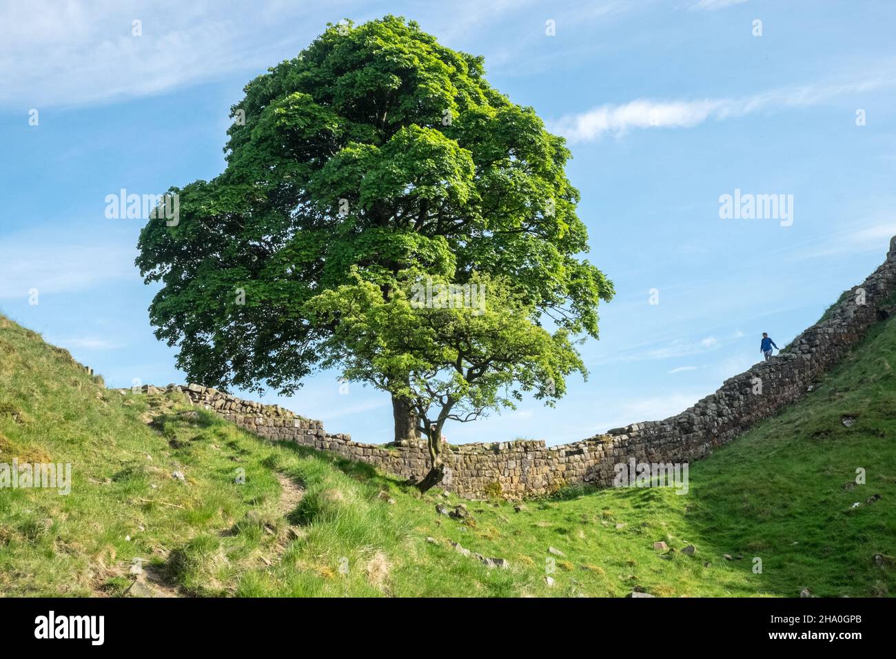 The Sycamore Gap Tree or Robin Hood Tree is a sycamore tree standing ...
