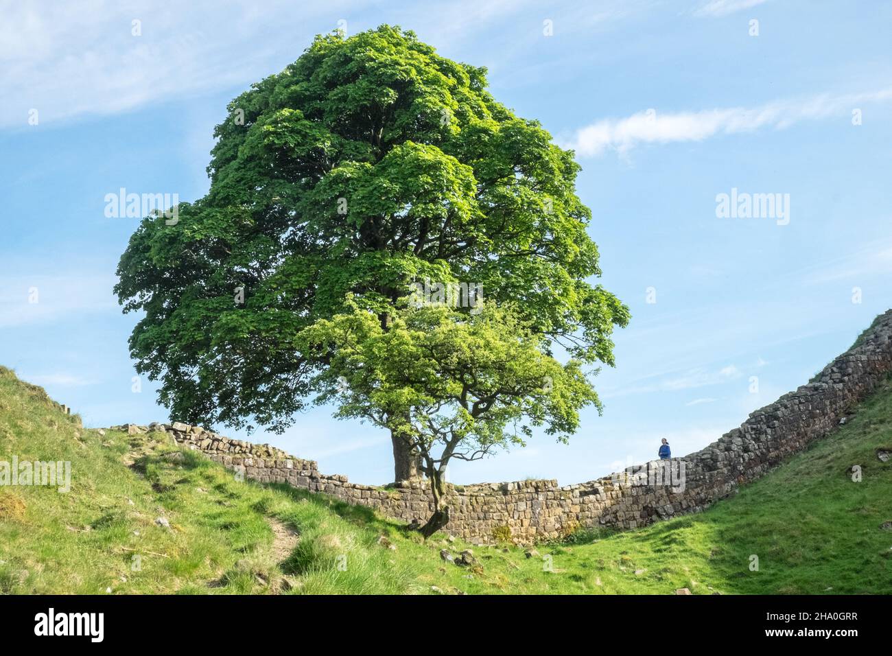 The Sycamore Gap Tree or Robin Hood Tree is a sycamore tree standing ...