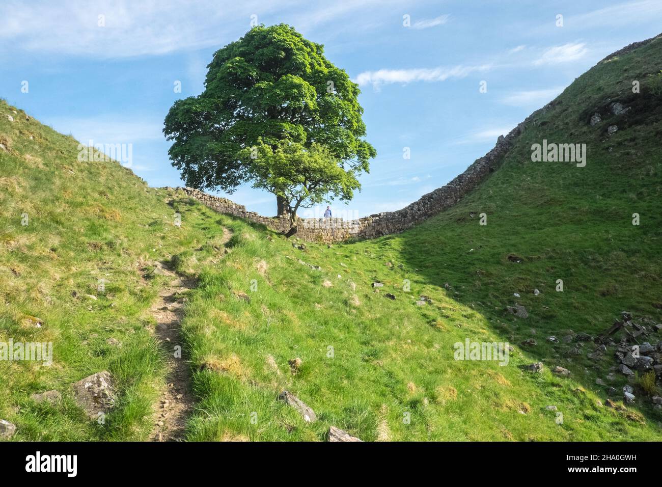 The Sycamore Gap Tree or Robin Hood Tree is a sycamore tree standing ...