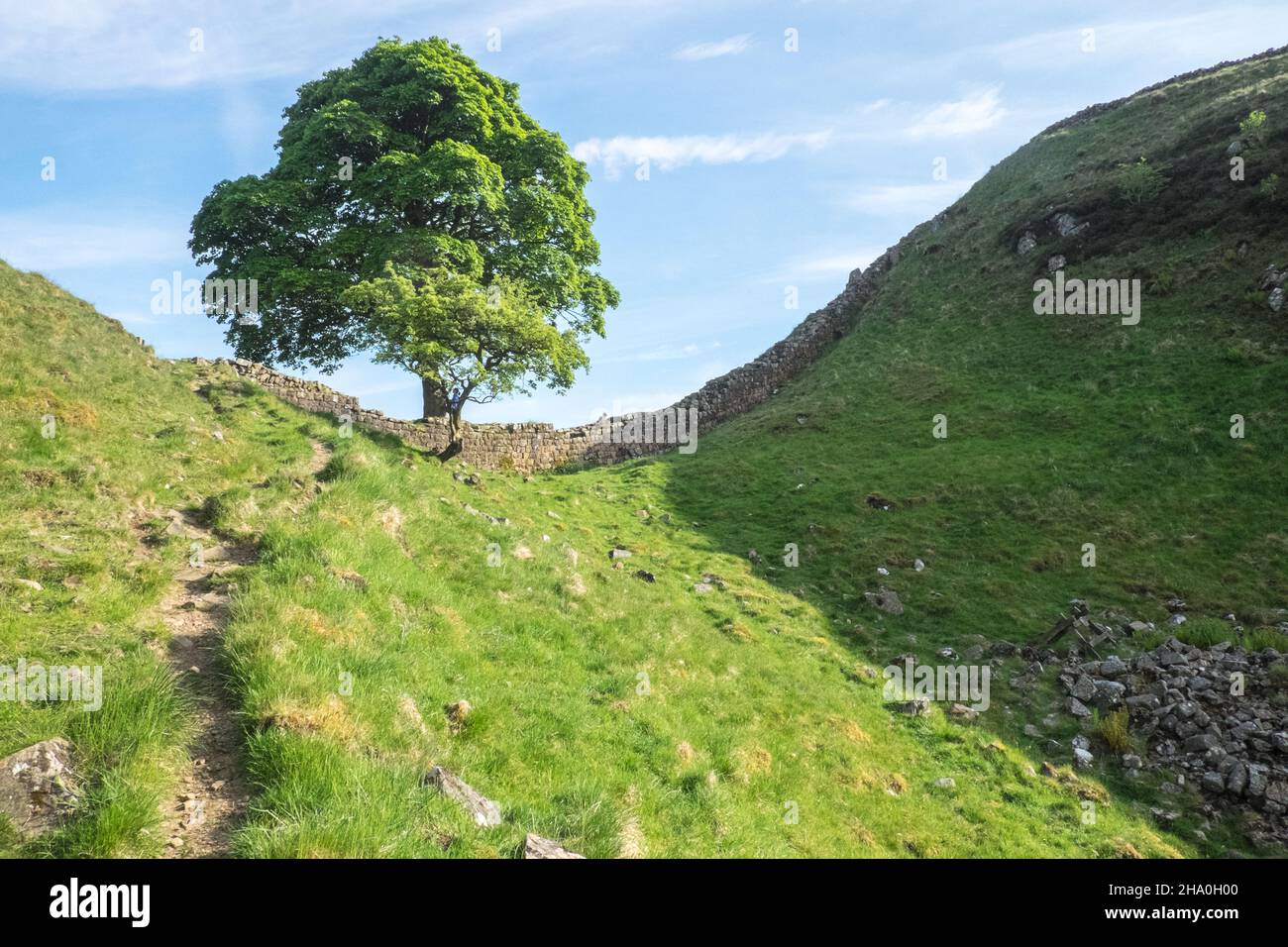 The Sycamore Gap Tree or Robin Hood Tree is a sycamore tree standing ...