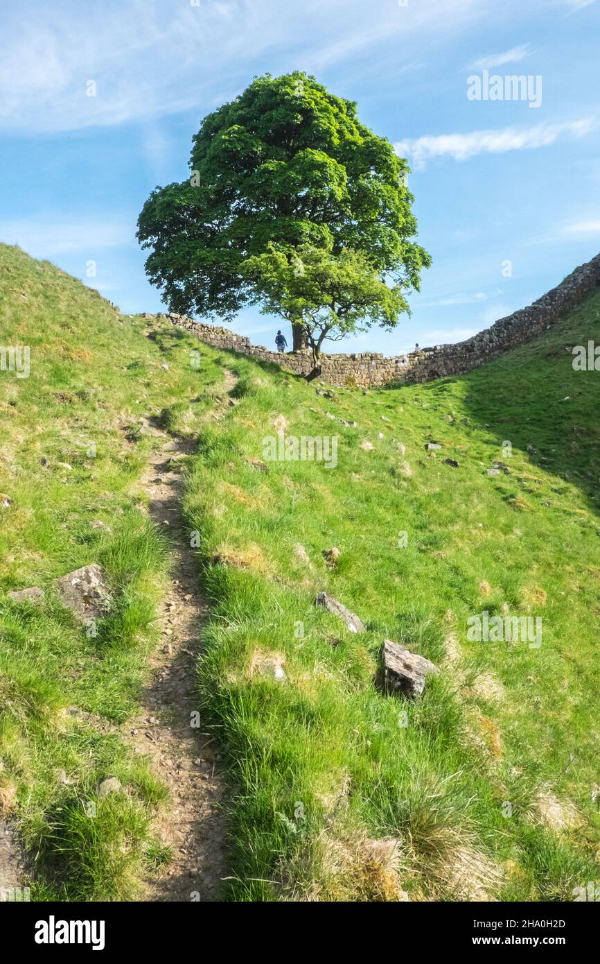 The Sycamore Gap Tree or Robin Hood Tree is a sycamore tree standing ...