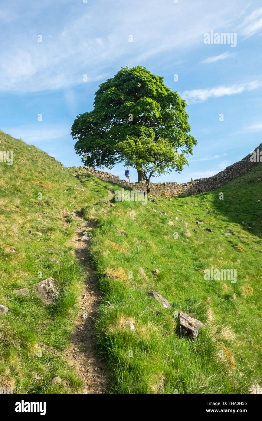 The Sycamore Gap Tree or Robin Hood Tree is a sycamore tree standing ...