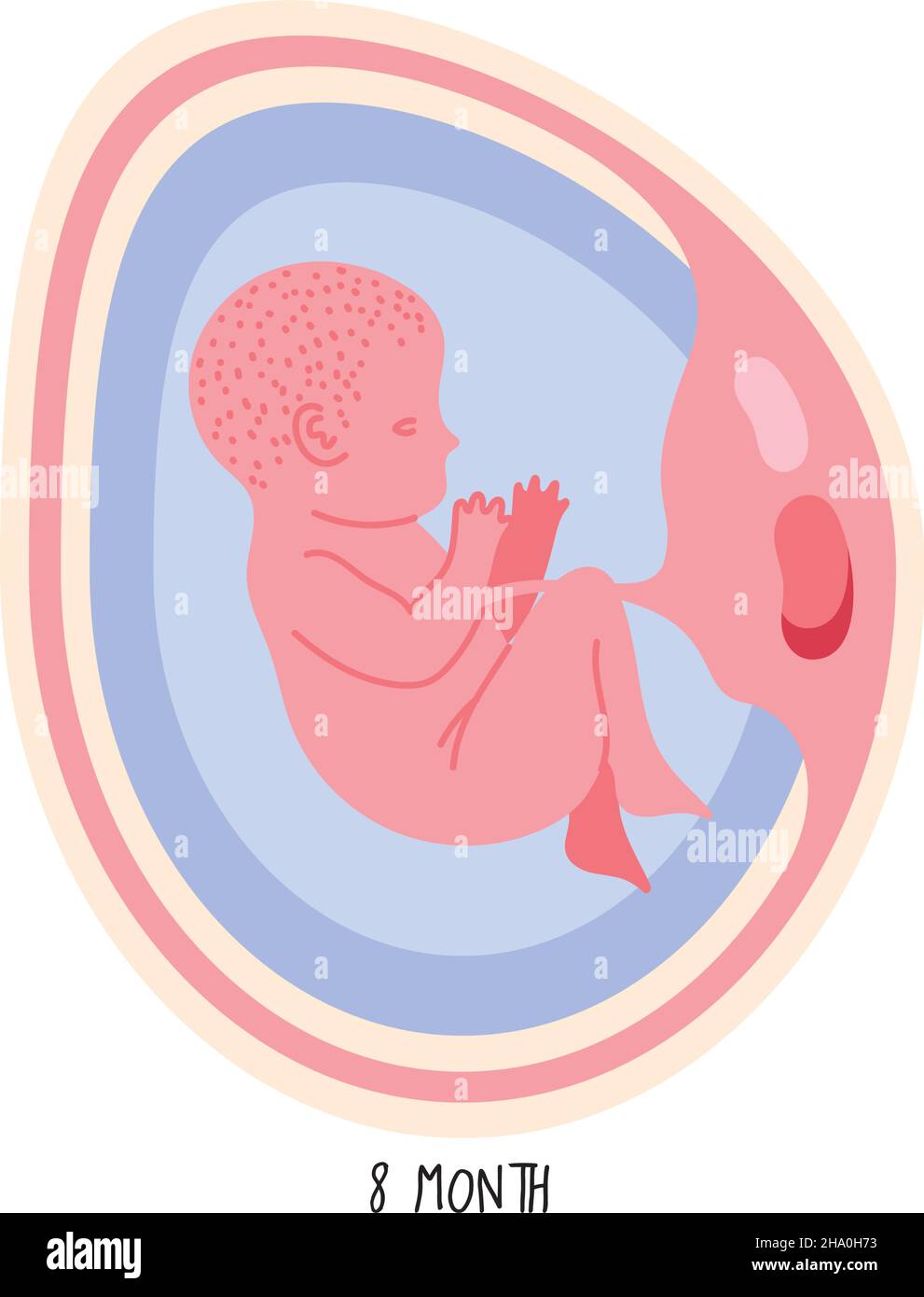embryo development eighth month icon Stock Vector Image & Art - Alamy