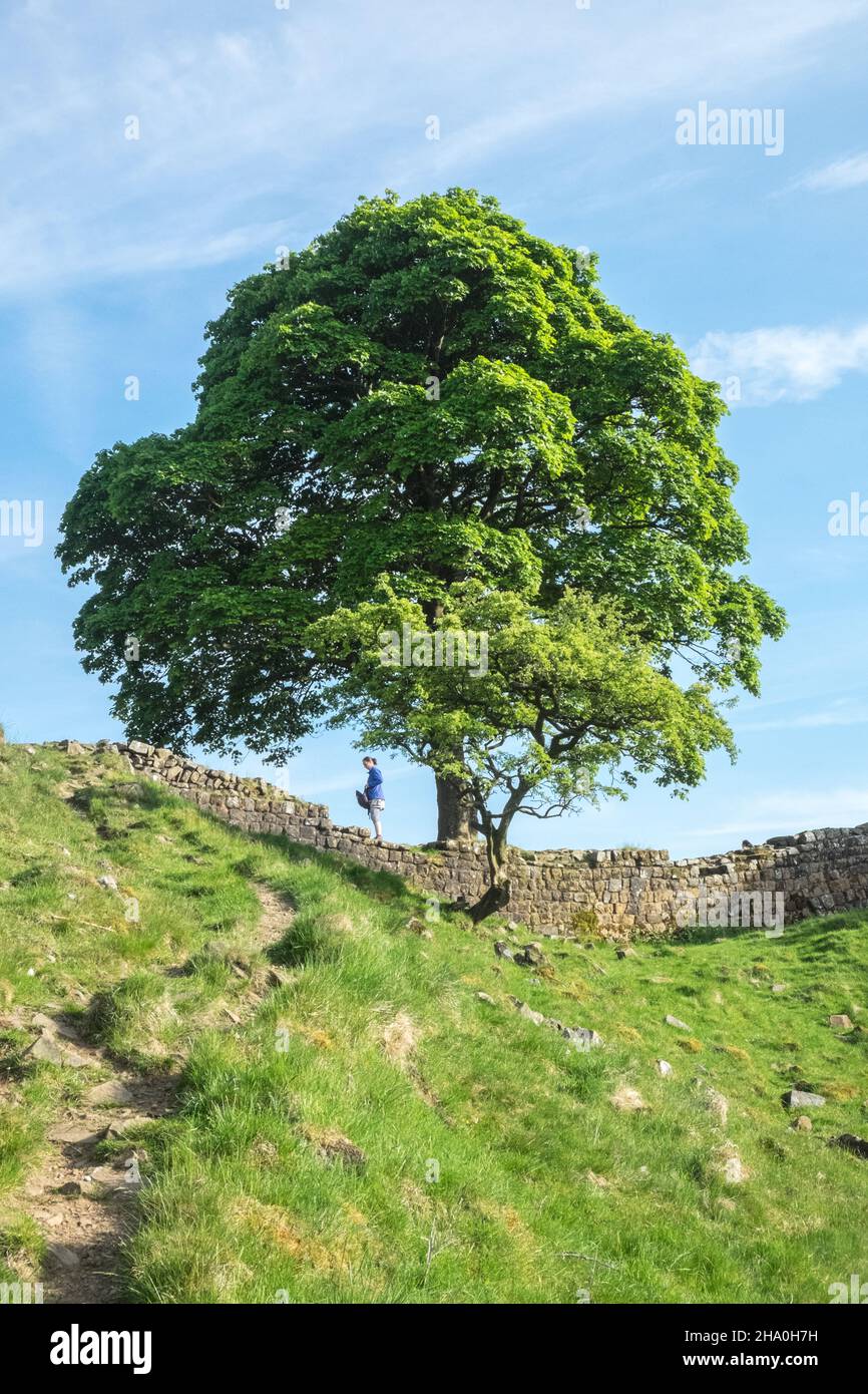 Tree House Prince Of Thieves Robin Hood Scene