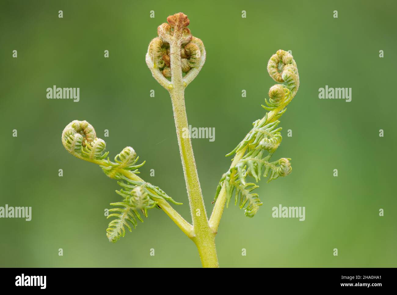 Close up of young shoots on a common bracken (pteridium aquilinum ...