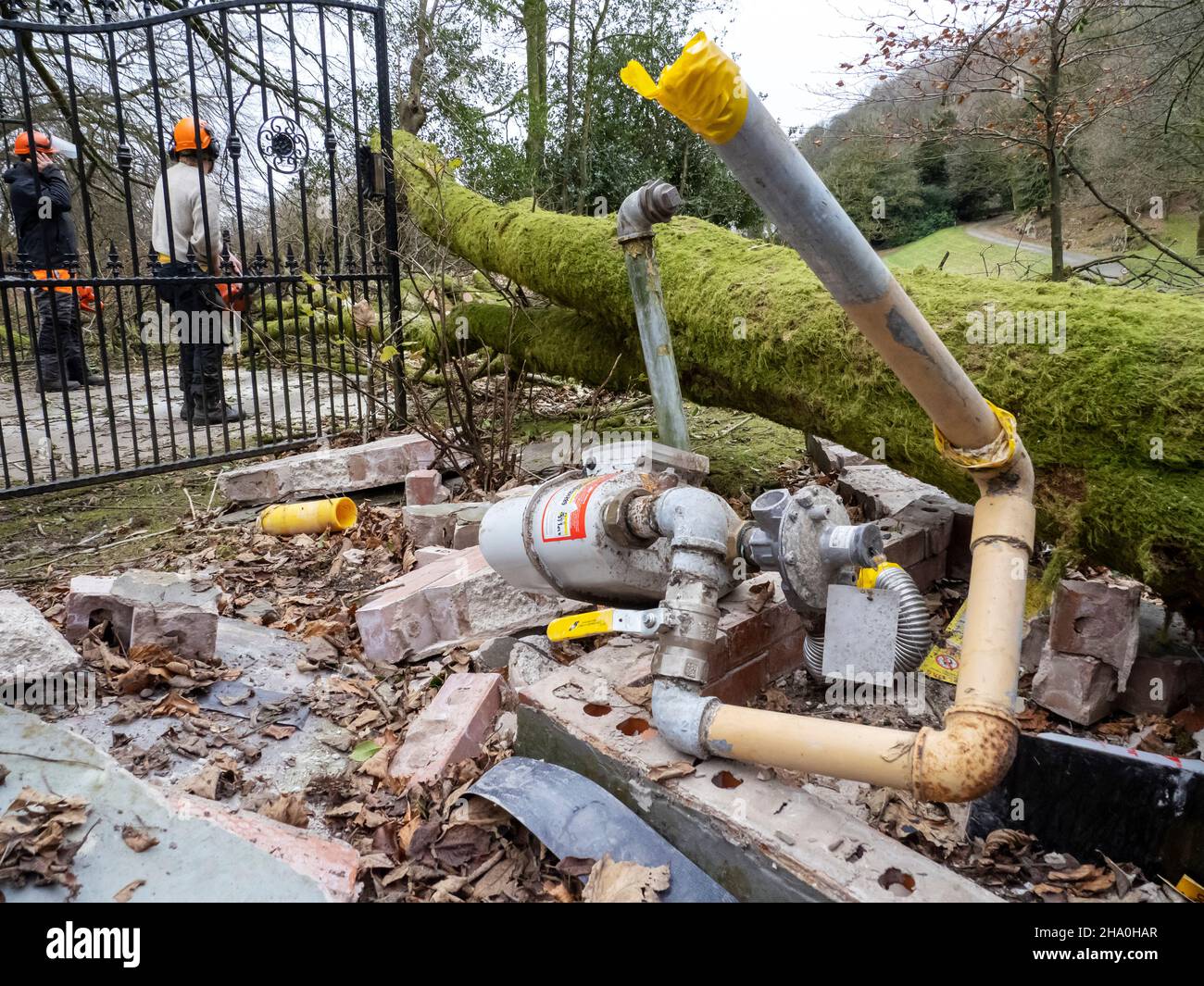 A tree in Ambleside blown over onto a gas main by Storm Arwen, an ...
