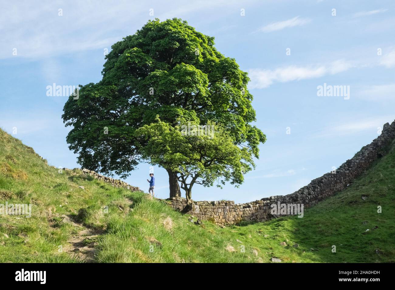 The Sycamore Gap Tree or Robin Hood Tree is a sycamore tree standing ...