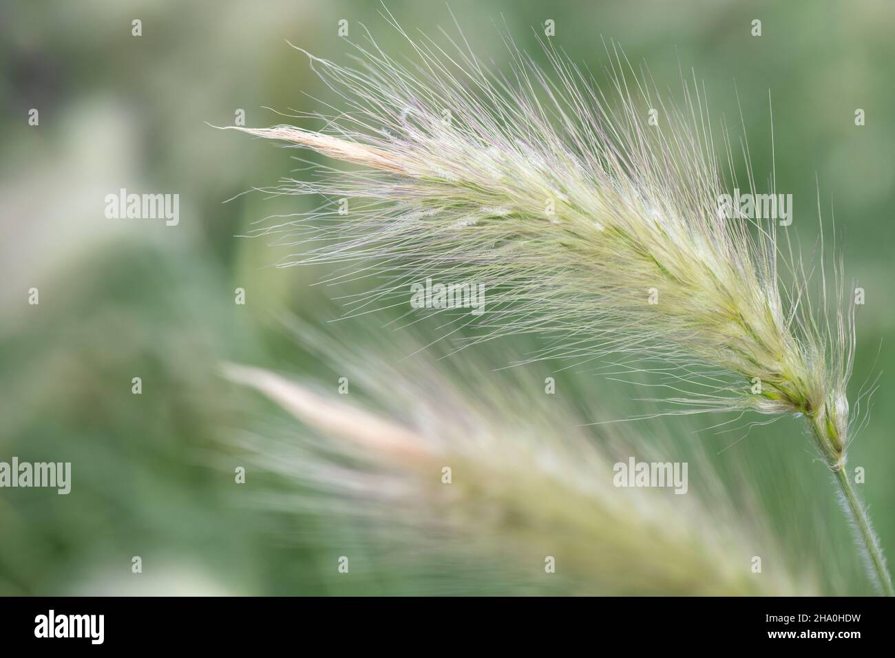 Feathertop fountain grass hi-res stock photography and images - Alamy