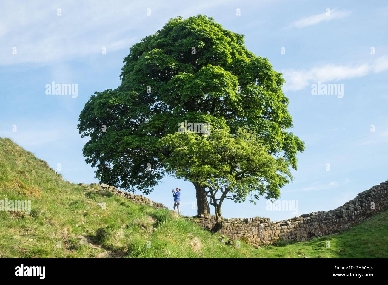 The Sycamore Gap Tree or Robin Hood Tree is a sycamore tree standing ...