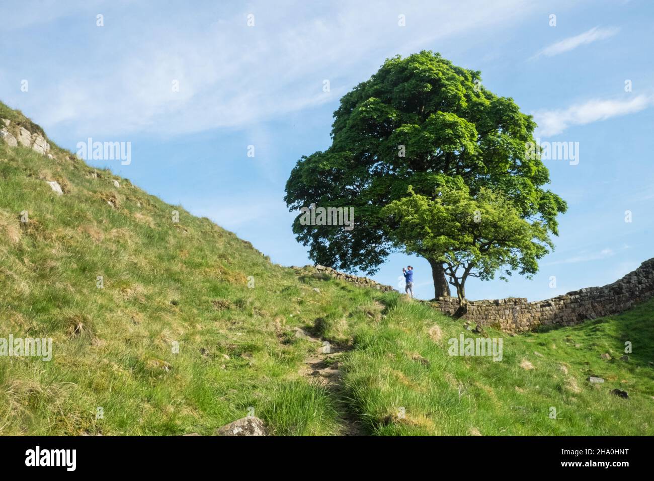 The Sycamore Gap Tree or Robin Hood Tree is a sycamore tree standing ...