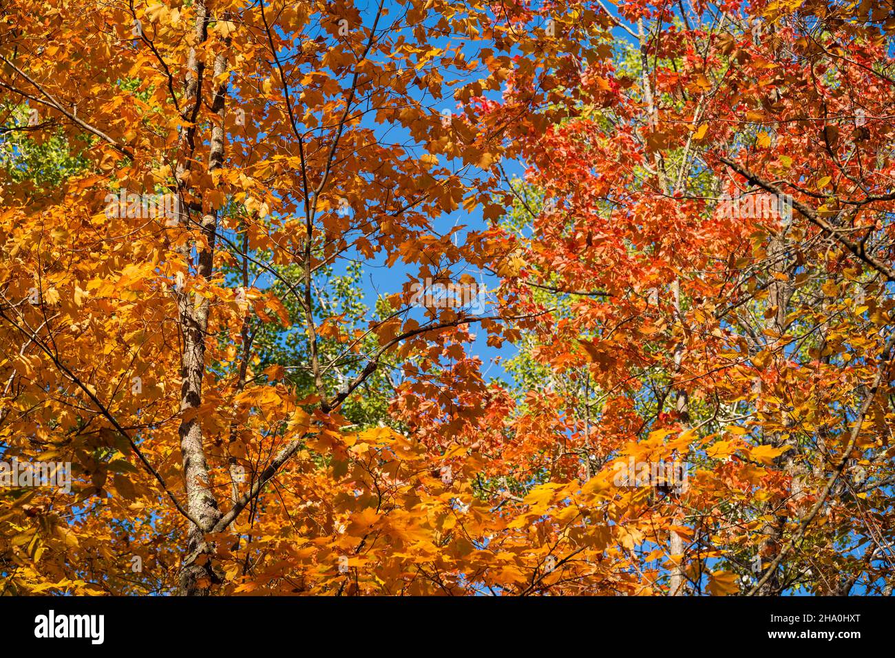 Forest canopy in autumn Stock Photo - Alamy