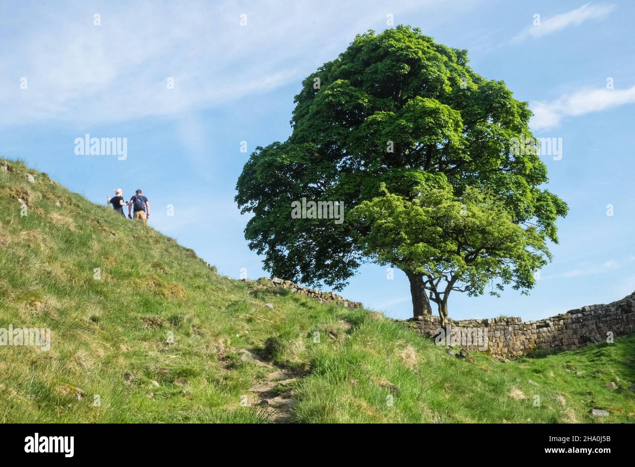 The Sycamore Gap Tree or Robin Hood Tree is a sycamore tree standing ...