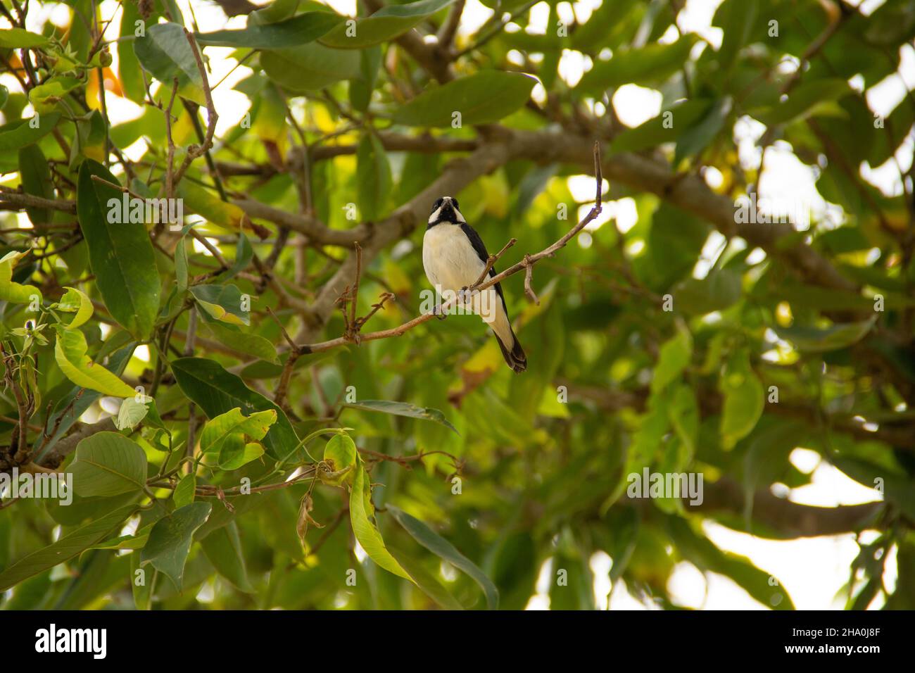 Goiânia, Goias, Brazil – December 7, 2021: A bird called "Musket ...