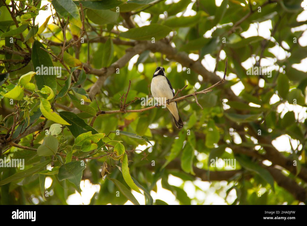 Goiânia, Goias, Brazil – December 7, 2021: A bird called "Musket ...