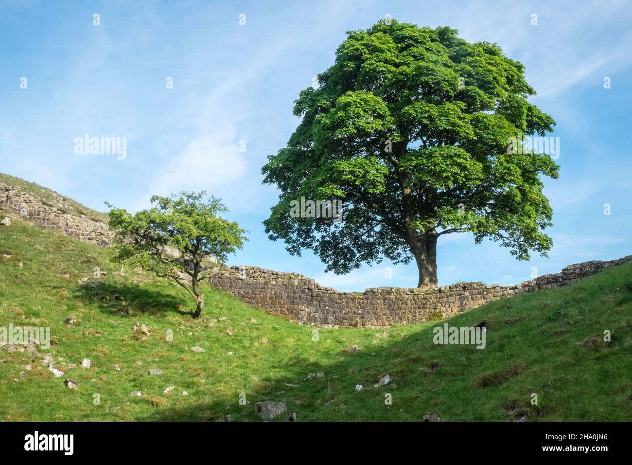 The Sycamore Gap Tree or Robin Hood Tree is a sycamore tree standing ...