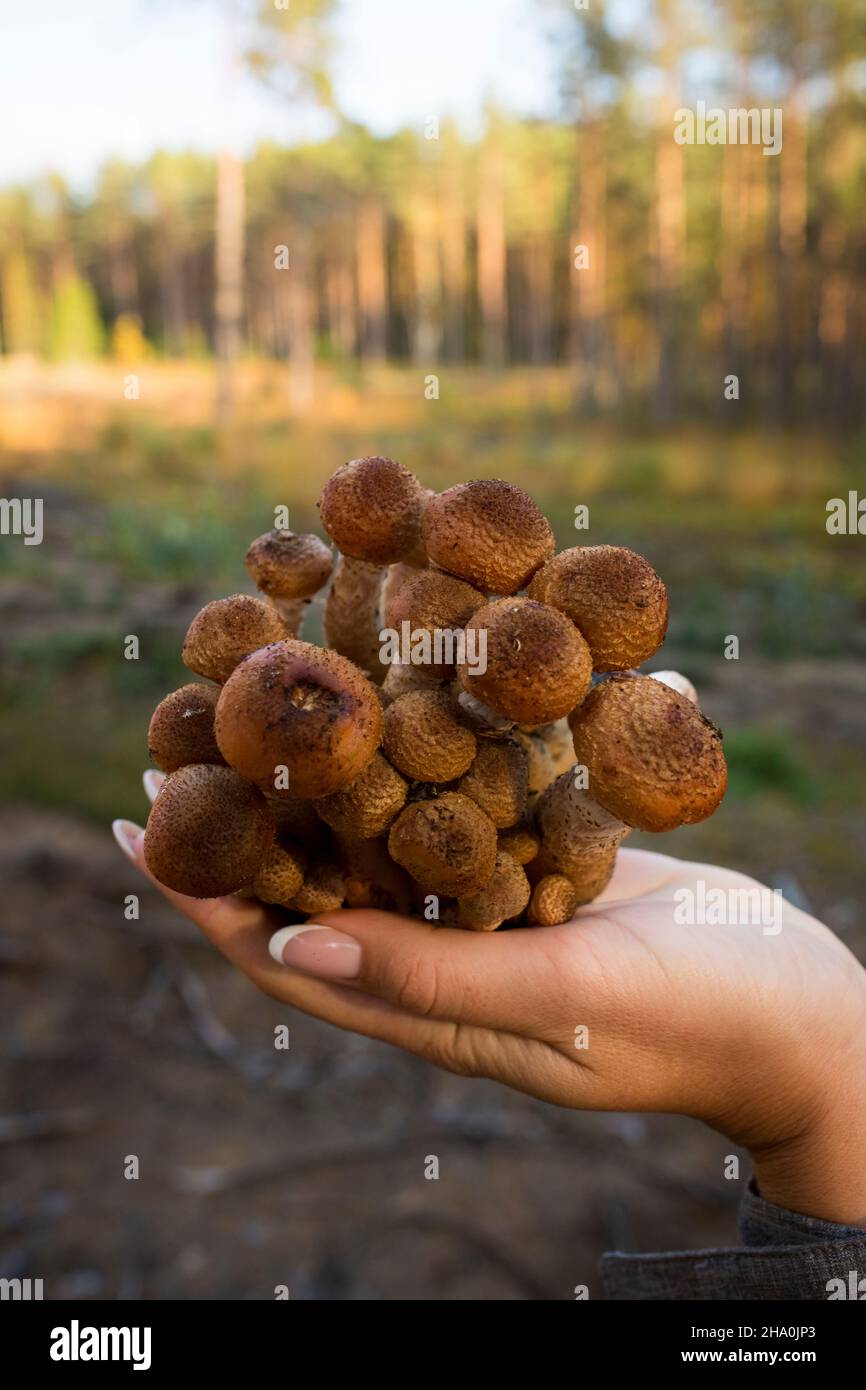 Autumn mushrooms. Picking mushrooms in the wild forest. Honey mushrooms ...