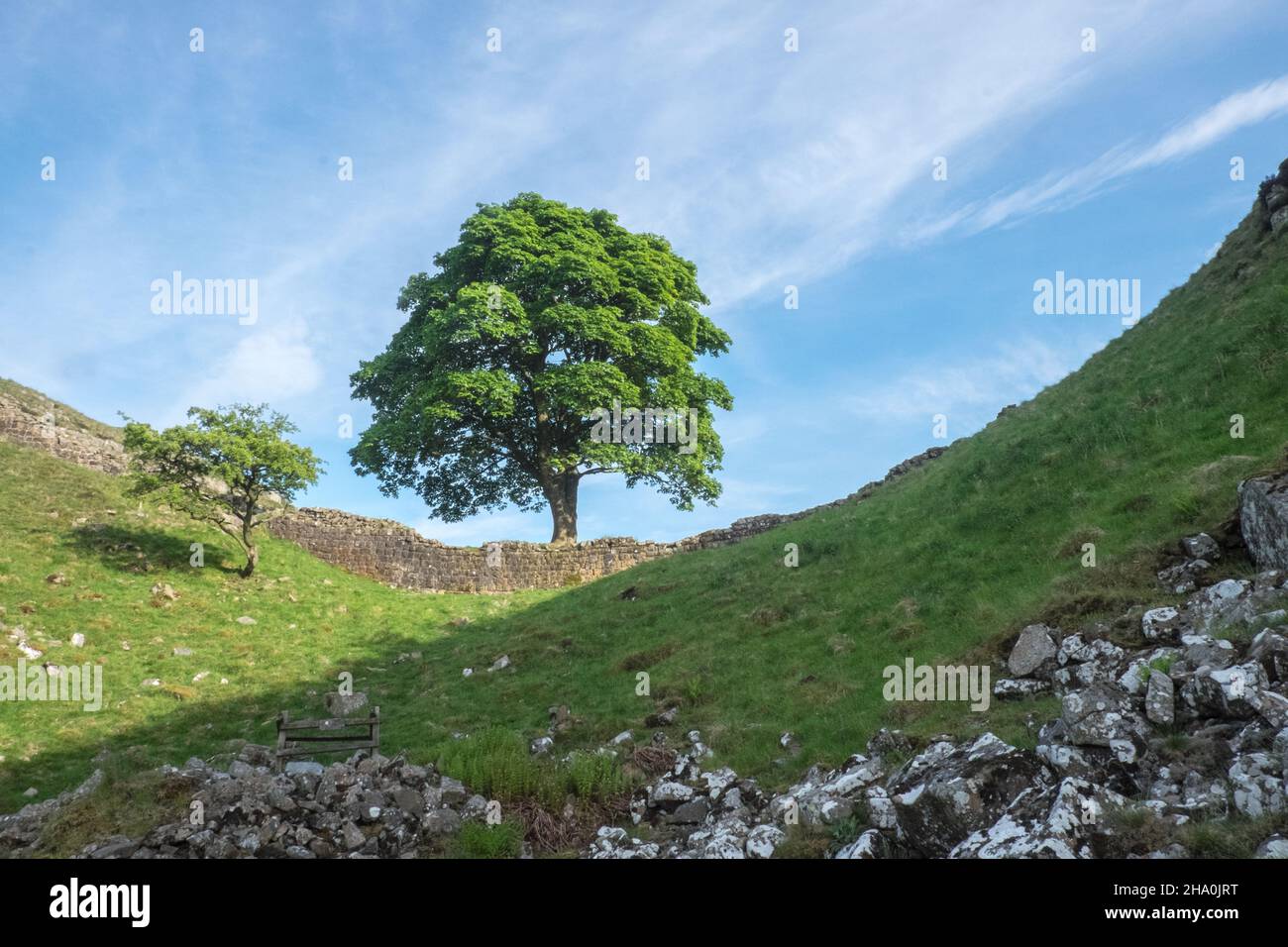 The Sycamore Gap Tree or Robin Hood Tree is a sycamore tree standing ...