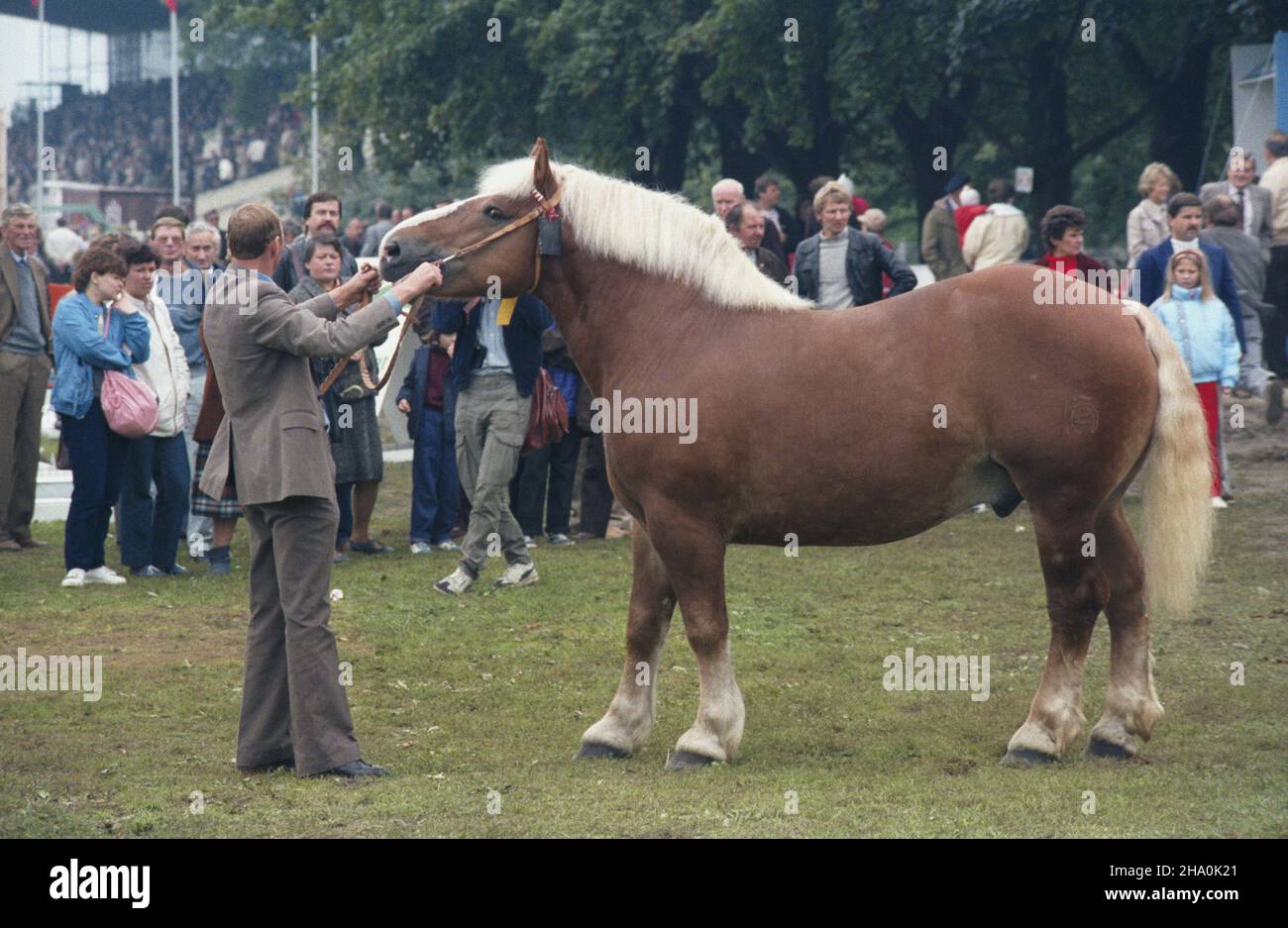 Cold blooded horse hi-res stock photography and images - Alamy