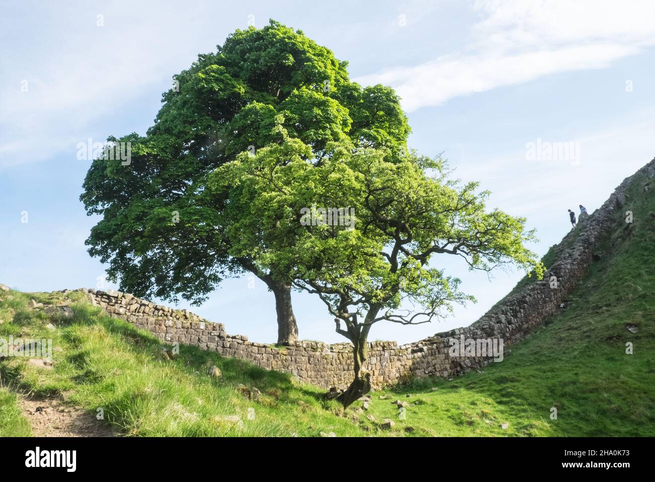 The Sycamore Gap Tree or Robin Hood Tree is a sycamore tree standing ...