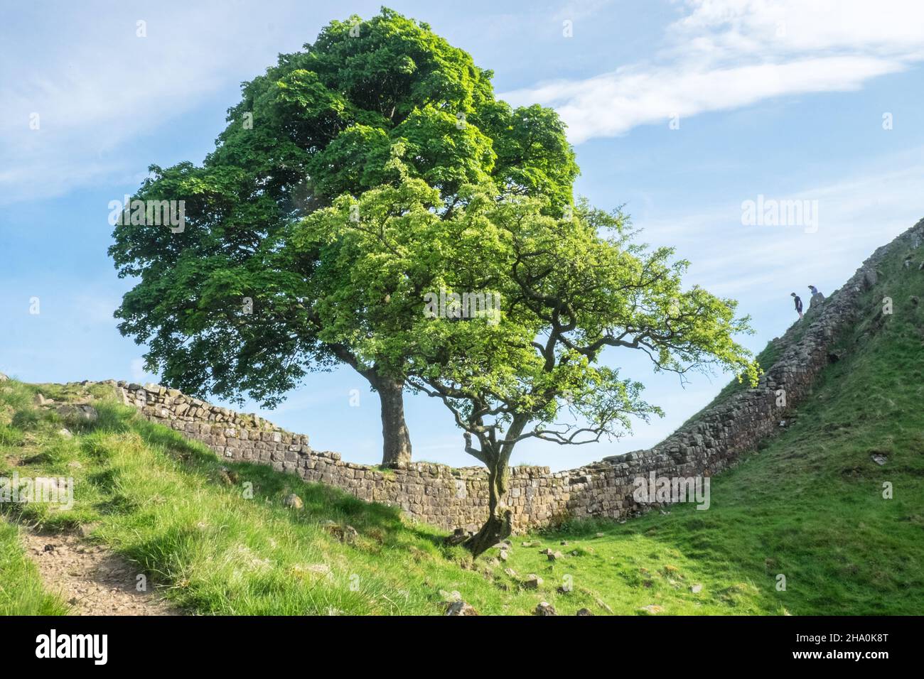 The Sycamore Gap Tree or Robin Hood Tree is a sycamore tree standing ...