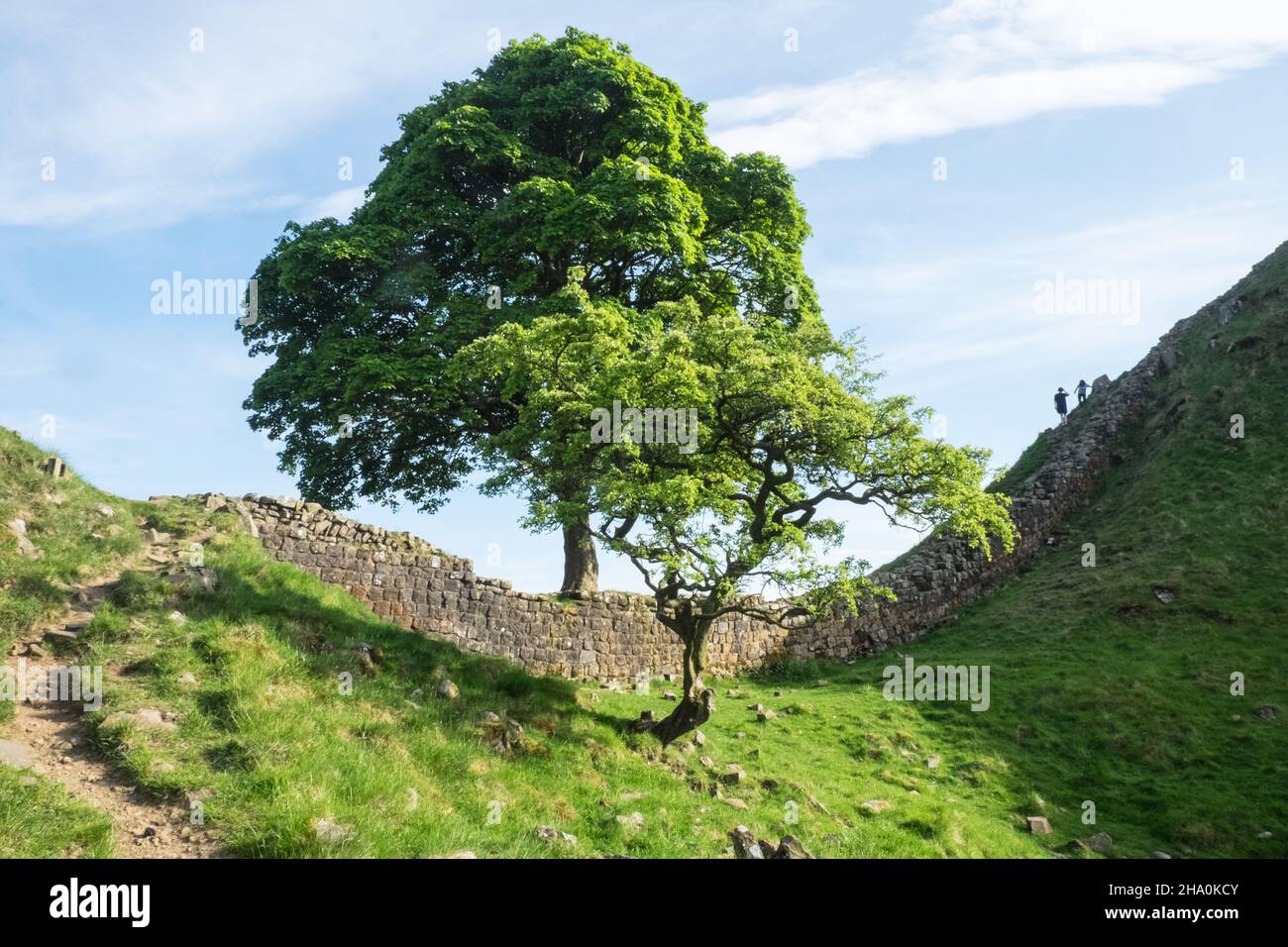 The Sycamore Gap Tree or Robin Hood Tree is a sycamore tree standing ...