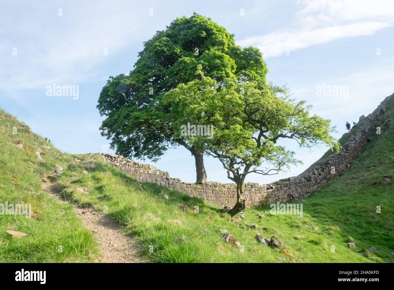 The Sycamore Gap Tree or Robin Hood Tree is a sycamore tree standing ...
