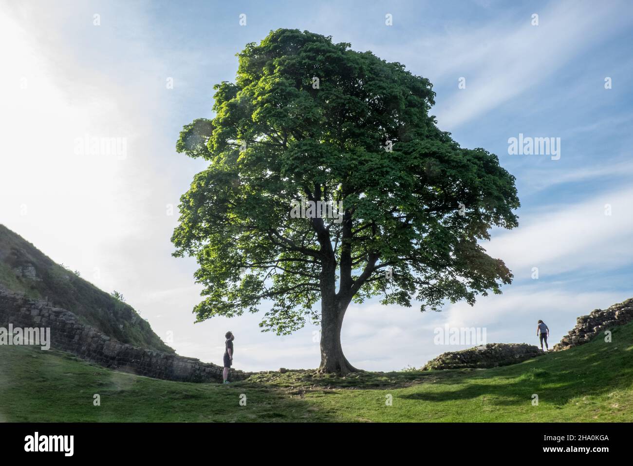 The Sycamore Gap Tree or Robin Hood Tree is a sycamore tree standing ...