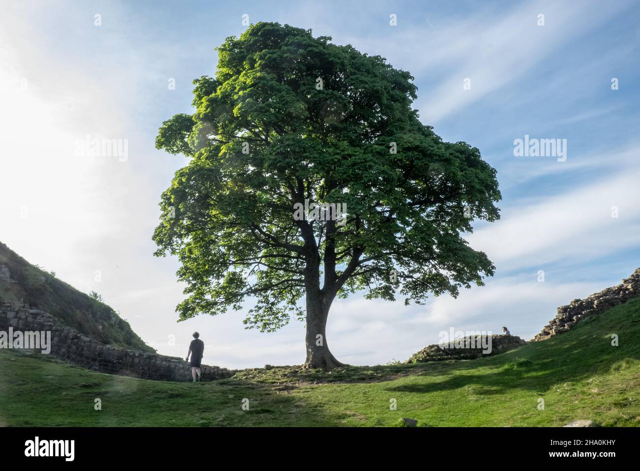 The Sycamore Gap Tree or Robin Hood Tree is a sycamore tree standing ...