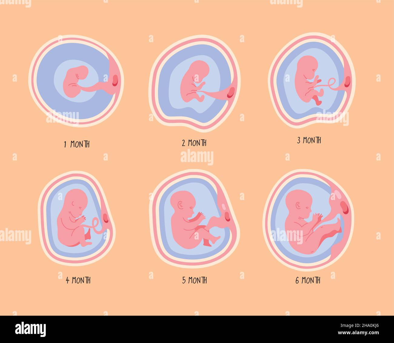 Embryonic development Stock Vector Images - Alamy