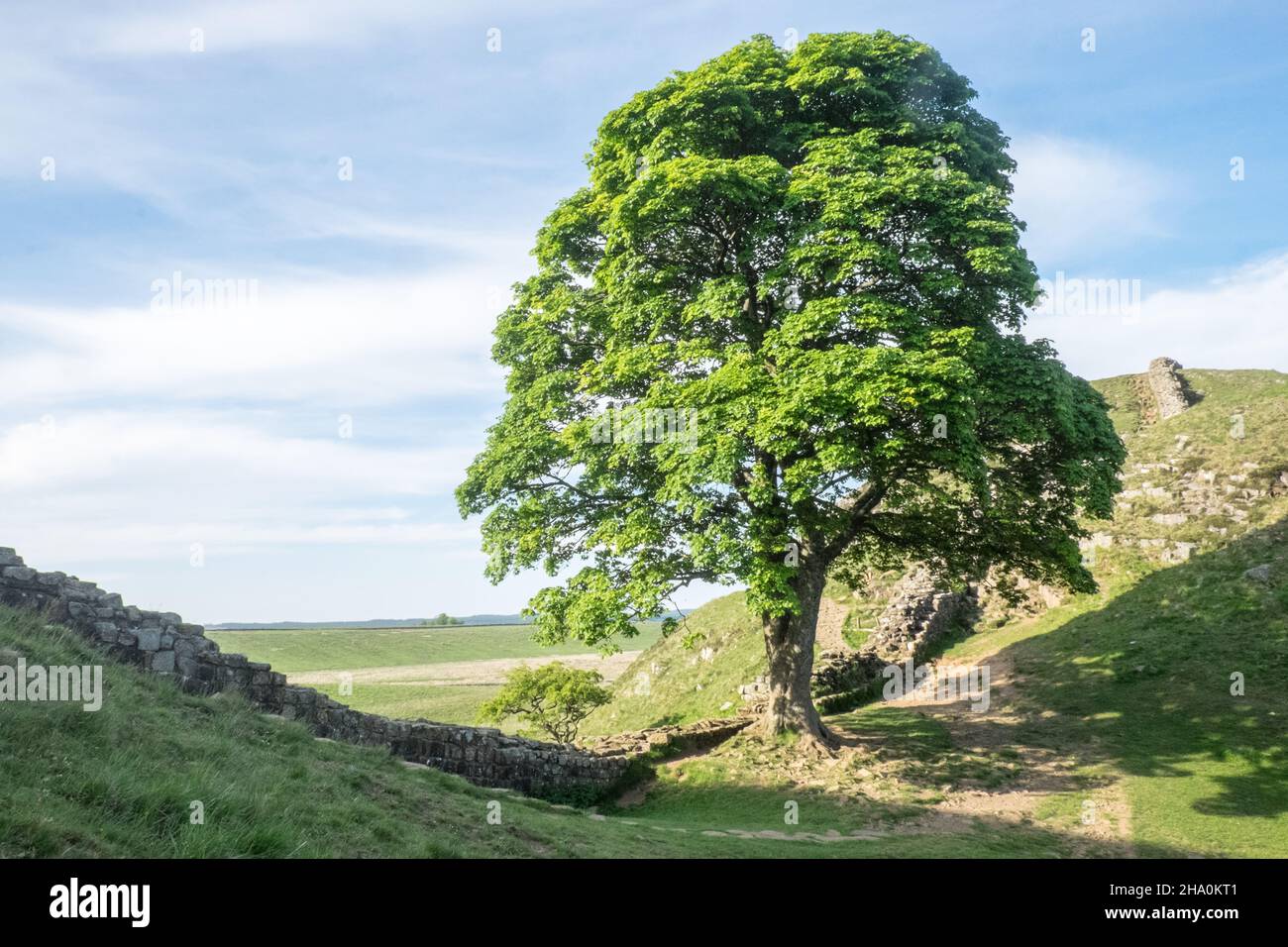 The Sycamore Gap Tree or Robin Hood Tree is a sycamore tree standing ...