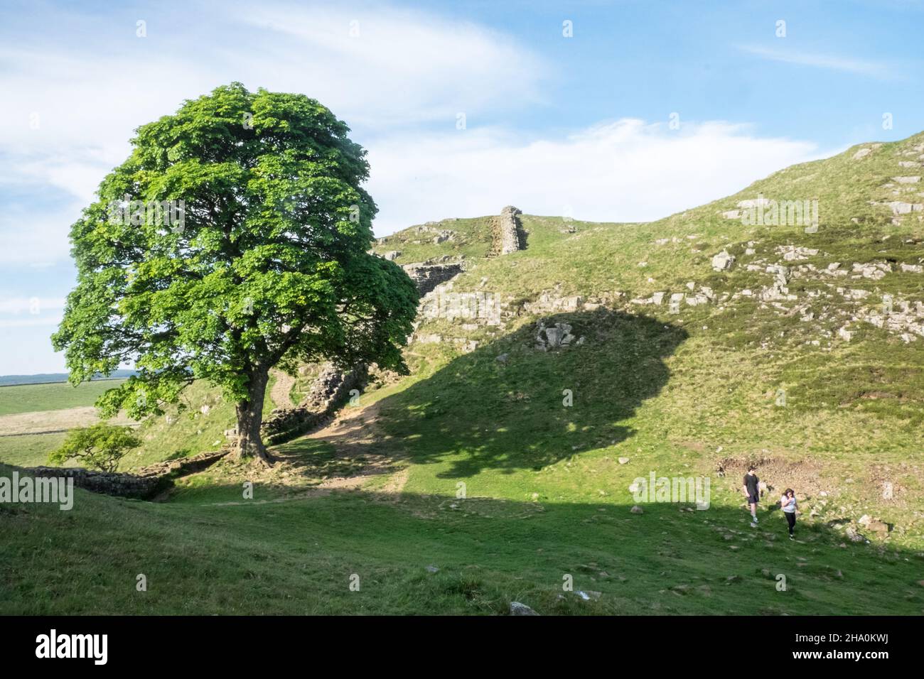 The Sycamore Gap Tree or Robin Hood Tree is a sycamore tree standing ...