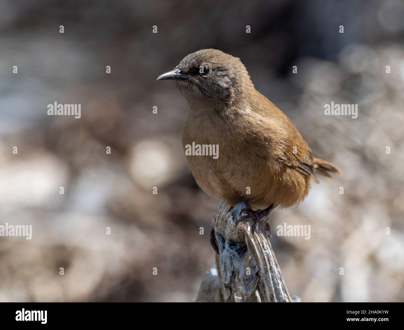 This island is rat free hi-res stock photography and images - Alamy