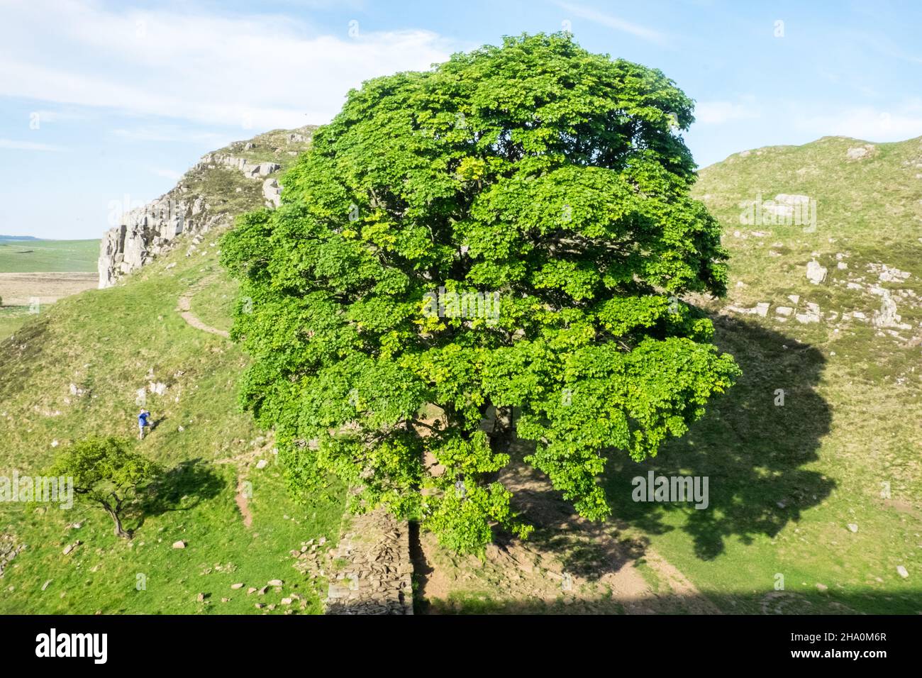The Sycamore Gap Tree or Robin Hood Tree is a sycamore tree standing ...