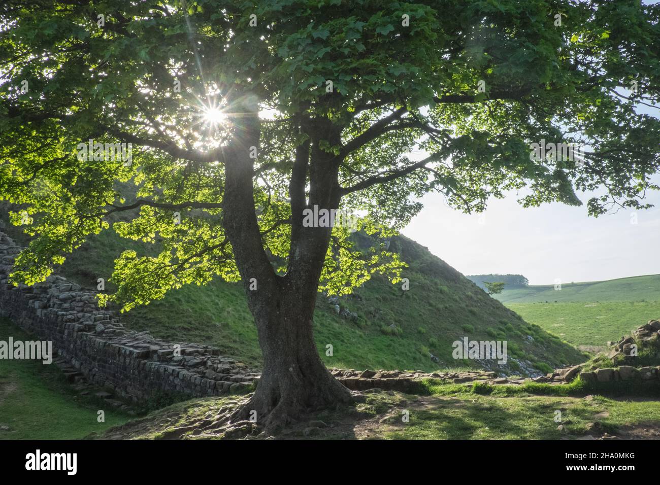 The Sycamore Gap Tree or Robin Hood Tree is a sycamore tree standing ...