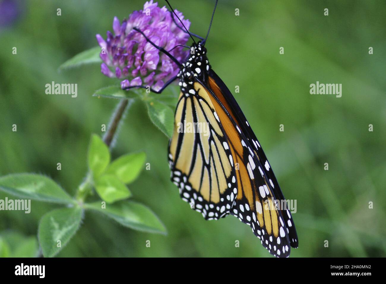 Soft focus of a monarch butterfly gathering nectar from a flower at a ...
