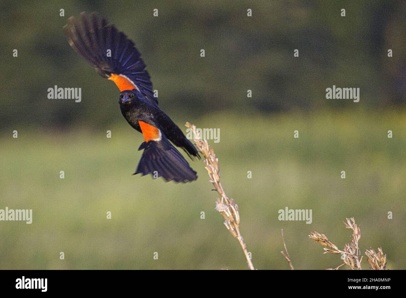 Soft focus of a Red-winged blackbird flying over a grassy field Stock ...